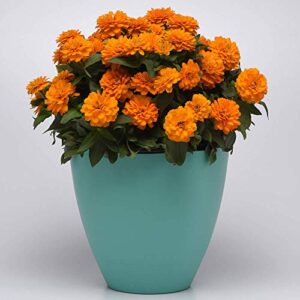 Outsidepride Zinnia Zahara Double Bright Orange Heat & Drought Tolerant Garden Cut Flowers - 50 Seeds