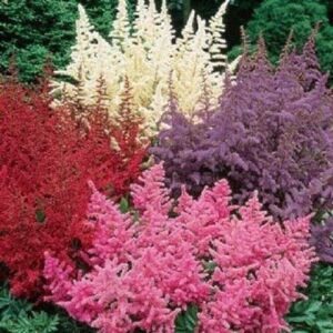 50 white pink red astilbe seeds, planting ornaments perennial garden simple to grow pots gifts