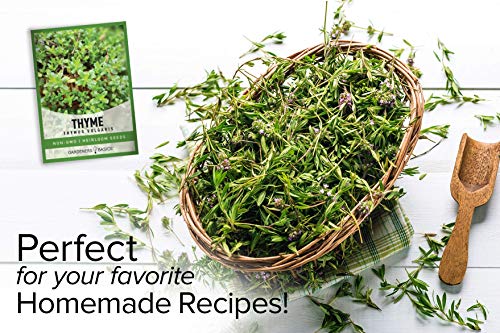 Thyme Seeds for Planting is A Heirloom, Non-GMO Herb Variety- Thymus Vulgaris Herb Seeds Great for Indoor and Outdoor Gardening by Gardeners Basics