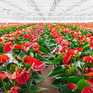 15 Red Anthurium Plant Seeds for Growing Indoor, Ornaments Perennial Garden Simple to Grow Pot