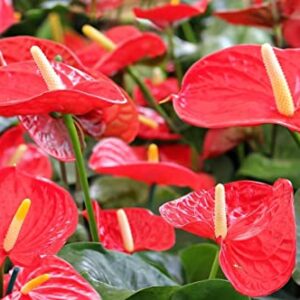 15 Red Anthurium Plant Seeds for Growing Indoor, Ornaments Perennial Garden Simple to Grow Pot