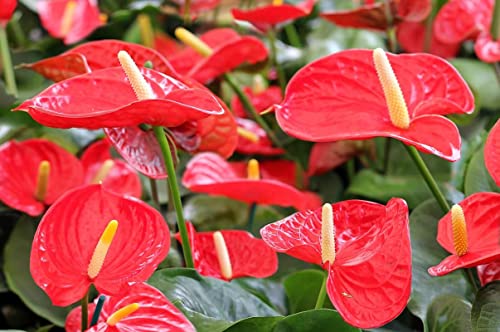 15 Red Anthurium Plant Seeds for Growing Indoor, Ornaments Perennial Garden Simple to Grow Pot