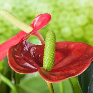 15 Red Anthurium Plant Seeds for Growing Indoor, Ornaments Perennial Garden Simple to Grow Pot