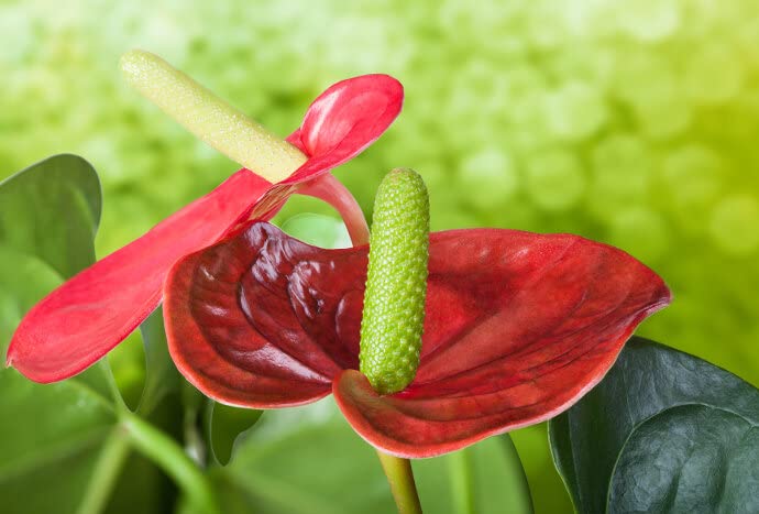 15 Red Anthurium Plant Seeds for Growing Indoor, Ornaments Perennial Garden Simple to Grow Pot