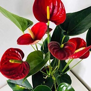 15 Red Anthurium Plant Seeds for Growing Indoor, Ornaments Perennial Garden Simple to Grow Pot