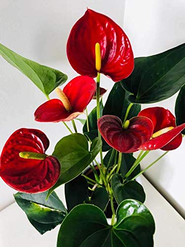 15 Red Anthurium Plant Seeds for Growing Indoor, Ornaments Perennial Garden Simple to Grow Pot