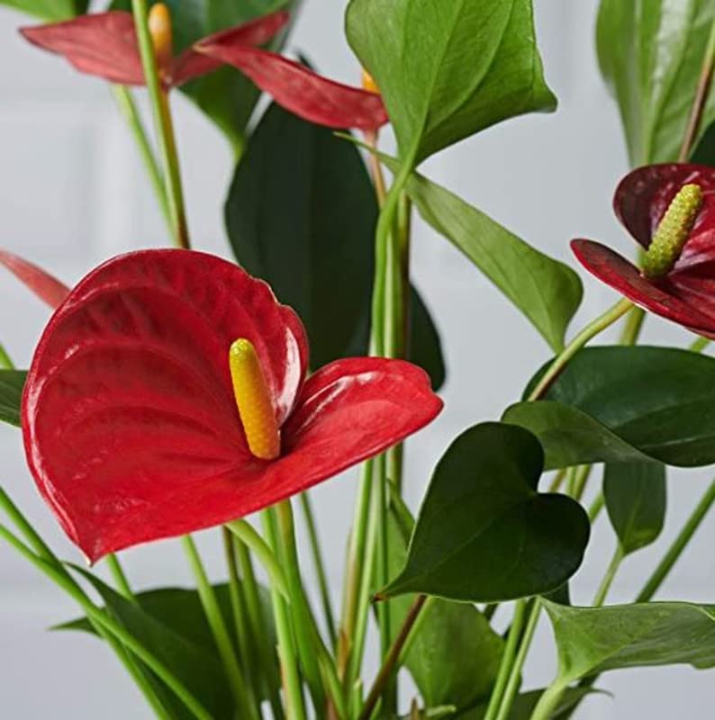 15 Red Anthurium Plant Seeds for Growing Indoor, Ornaments Perennial Garden Simple to Grow Pot