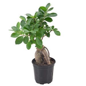 arcadia garden products lv61 ginseng ficus live indoor bonsai plant in 4 in. plastic grower pot, 4 inch, green ***cannot ship to hawaii***