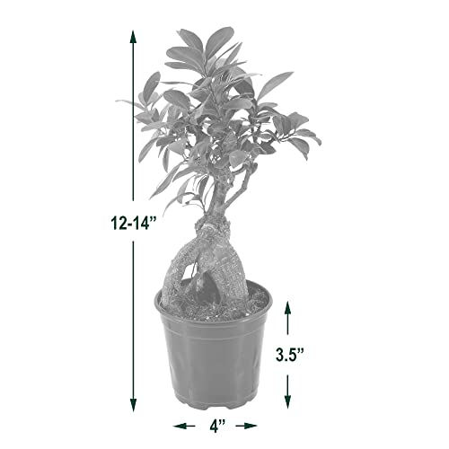 Arcadia Garden Products LV61 Ginseng Ficus Live Indoor Bonsai Plant in 4 in. Plastic Grower Pot, 4 Inch, Green ***Cannot Ship to Hawaii***