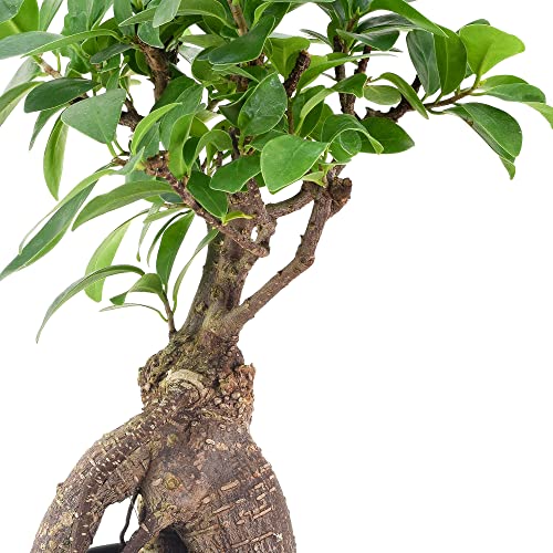 Arcadia Garden Products LV61 Ginseng Ficus Live Indoor Bonsai Plant in 4 in. Plastic Grower Pot, 4 Inch, Green ***Cannot Ship to Hawaii***