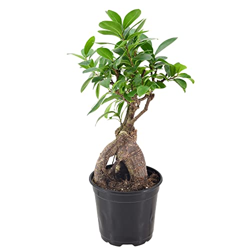 Arcadia Garden Products LV61 Ginseng Ficus Live Indoor Bonsai Plant in 4 in. Plastic Grower Pot, 4 Inch, Green ***Cannot Ship to Hawaii***