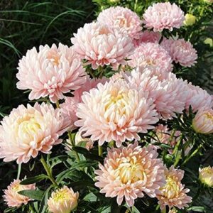 david’s garden seeds flower aster peony duchess 4227 (apricot) 100 non-gmo, heirloom seeds