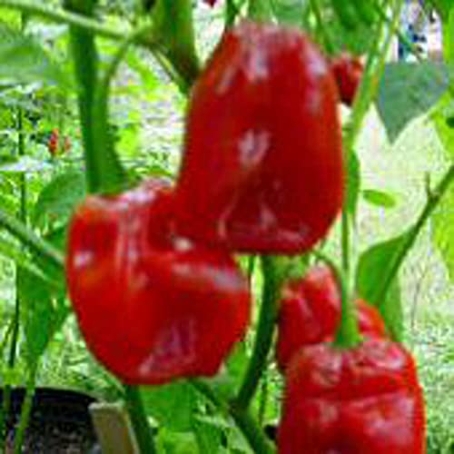 Habanero Hot Peppers (Red Savina) Seeds (20+ Seeds) | Non GMO | Vegetable Fruit Herb Flower Seeds for Planting | Home Garden Greenhouse Pack