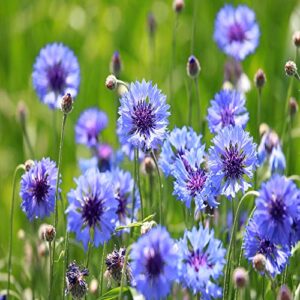 outsidepride cornflower aka bachelor’s button wildflower seeds for the cut garden – 1 lb