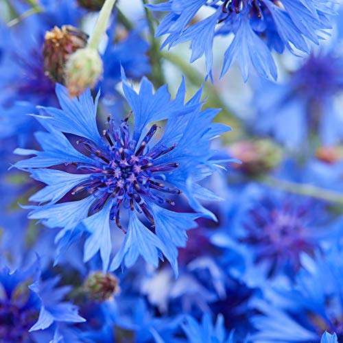 Outsidepride Cornflower AKA Bachelor's Button Wildflower Seeds for The Cut Garden - 1 LB