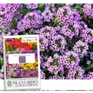 “sweet royal carpet” alyssum flower seeds, 1000+ seeds per packet, (isla’s garden seeds), non gmo seeds, botanical name: lobularia maritima, great home garden gift