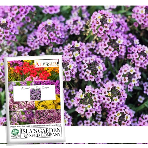 "Sweet Royal Carpet" Alyssum Flower Seeds, 1000+ Seeds Per Packet, (Isla's Garden Seeds), Non GMO Seeds, Botanical Name: Lobularia Maritima, Great Home Garden Gift