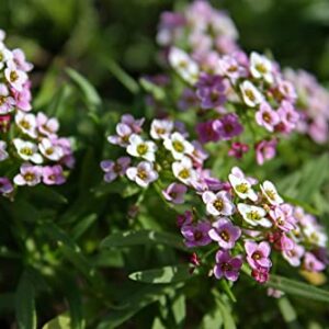 "Sweet Royal Carpet" Alyssum Flower Seeds, 1000+ Seeds Per Packet, (Isla's Garden Seeds), Non GMO Seeds, Botanical Name: Lobularia Maritima, Great Home Garden Gift