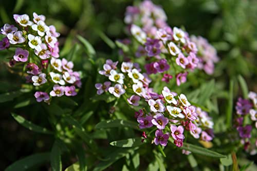 "Sweet Royal Carpet" Alyssum Flower Seeds, 1000+ Seeds Per Packet, (Isla's Garden Seeds), Non GMO Seeds, Botanical Name: Lobularia Maritima, Great Home Garden Gift