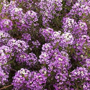 "Sweet Royal Carpet" Alyssum Flower Seeds, 1000+ Seeds Per Packet, (Isla's Garden Seeds), Non GMO Seeds, Botanical Name: Lobularia Maritima, Great Home Garden Gift