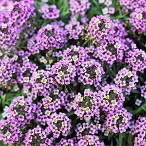 "Sweet Royal Carpet" Alyssum Flower Seeds, 1000+ Seeds Per Packet, (Isla's Garden Seeds), Non GMO Seeds, Botanical Name: Lobularia Maritima, Great Home Garden Gift