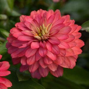 outsidepride zinnia zahara double salmon heat & drought tolerant garden cut flowers – 50 seeds