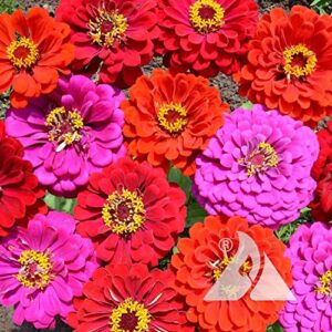 outsidepride annual zinnia elegans merlot heat & drought tolerant garden cut flower mix – 1000 seeds