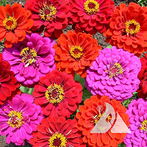 Outsidepride Annual Zinnia Elegans Merlot Heat & Drought Tolerant Garden Cut Flower Mix - 1000 Seeds