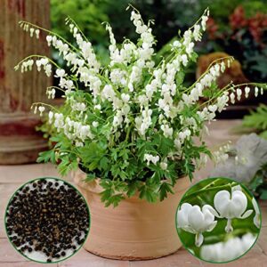 gardens 60 pcs mix bleeding heart seeds for planting non-gmo flower seeds for home garden decor easy to grow