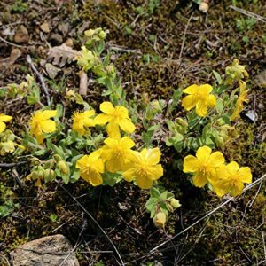 outsidepride hypericum cerastoides trailing st. john’s wort garden flower & ground cover – 200 seeds