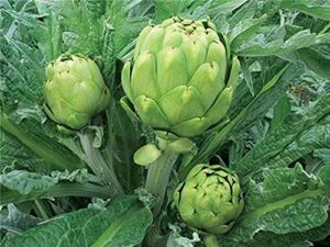 50 green globe artichoke seeds for planting short non gmo 3 grams garden vegetable bulk survival