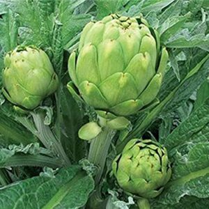 50 Green Globe Artichoke Seeds for Planting Short Non GMO 3 Grams Garden Vegetable Bulk Survival