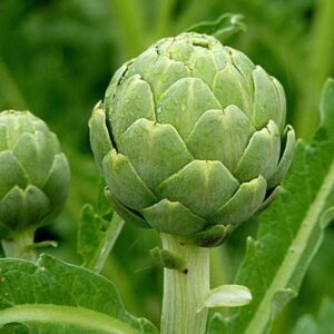 50 Green Globe Artichoke Seeds for Planting Short Non GMO 3 Grams Garden Vegetable Bulk Survival