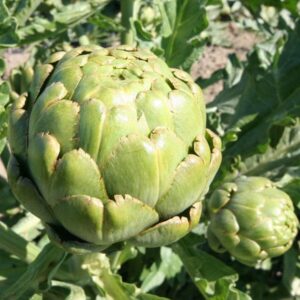 50 Green Globe Artichoke Seeds for Planting Short Non GMO 3 Grams Garden Vegetable Bulk Survival