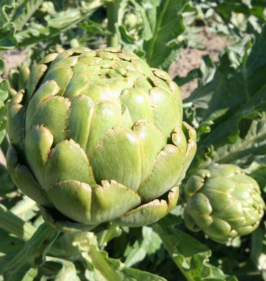 50 Green Globe Artichoke Seeds for Planting Short Non GMO 3 Grams Garden Vegetable Bulk Survival