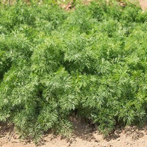 david’s garden seeds herb dill teddy 1248 (green) 200 non-gmo, open pollinated seeds