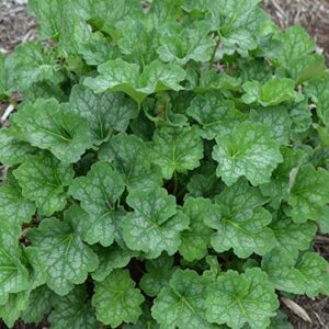 outsidepride perennial coral bells heuchera americana garden flower & foliage plant – 1000 seeds