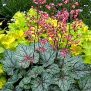 Outsidepride Perennial Coral Bells Heuchera Americana Garden Flower & Foliage Plant - 1000 Seeds