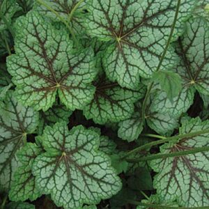 Outsidepride Perennial Coral Bells Heuchera Americana Garden Flower & Foliage Plant - 1000 Seeds