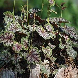 Outsidepride Perennial Coral Bells Heuchera Americana Garden Flower & Foliage Plant - 1000 Seeds