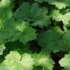 Outsidepride Perennial Coral Bells Heuchera Americana Garden Flower & Foliage Plant - 1000 Seeds