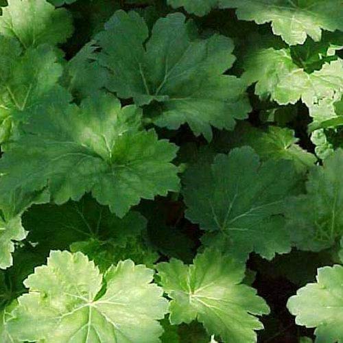 Outsidepride Perennial Coral Bells Heuchera Americana Garden Flower & Foliage Plant - 1000 Seeds