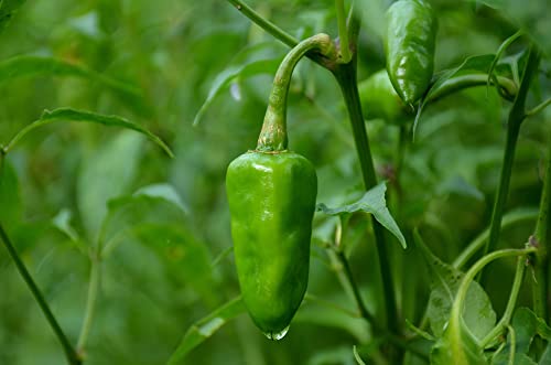 Sweet Cascadura Pepper Seeds , 50+ Heirloom Seeds Per Packet, (Isla's Garden Seeds), Botanical Name: Capsicum annuum, Non GMO Seeds