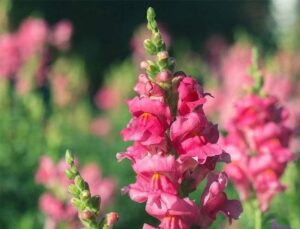 david’s garden seeds flower snapdragon sonnet series rose 2255 (rose) 25 non-gmo, heirloom seeds