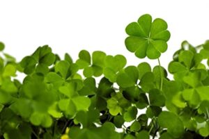 atvada four leaf clover seeds 300 pcs ground dwarf cover garden subterranean micro clover seeds for lawn