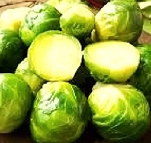 250 Long Island Brussels Sprouts Seeds | Non-GMO | Fresh Garden Seeds