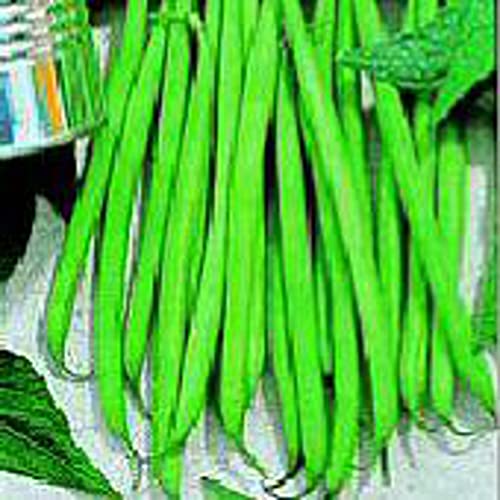 Petite Filet French Bush Beans Seeds (20+ Seeds) | Non GMO | Vegetable Fruit Herb Flower Seeds for Planting | Home Garden Greenhouse Pack