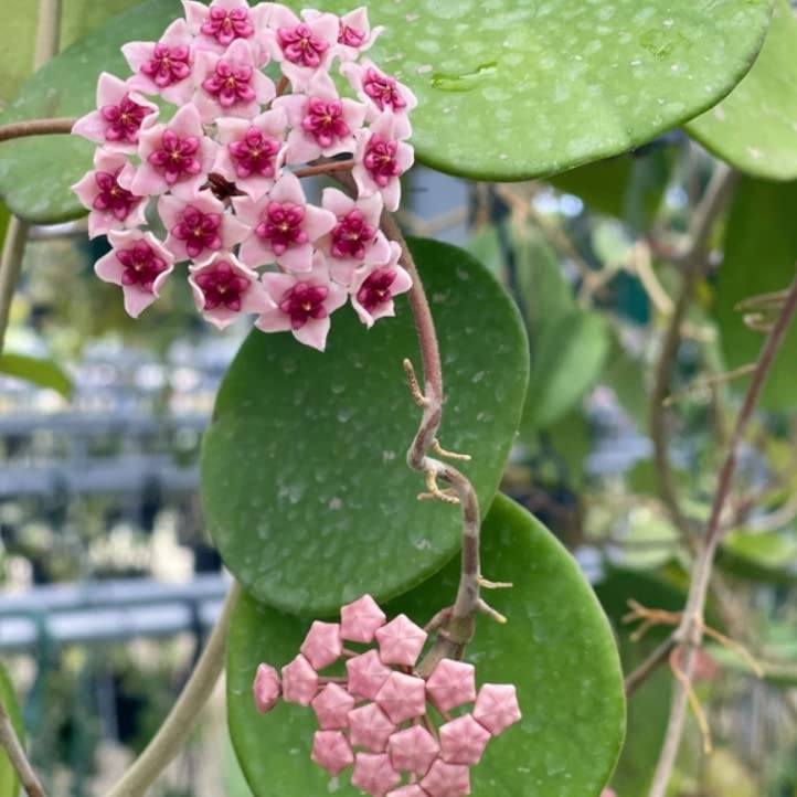 Hoya Obovata Splash Live Plant Houseplants - 3'' Pot Ornaments Perennials Garden Growing Planting Can Grow Well Pots Gift