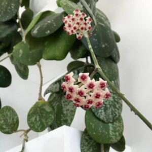 Hoya Obovata Splash Live Plant Houseplants - 3'' Pot Ornaments Perennials Garden Growing Planting Can Grow Well Pots Gift