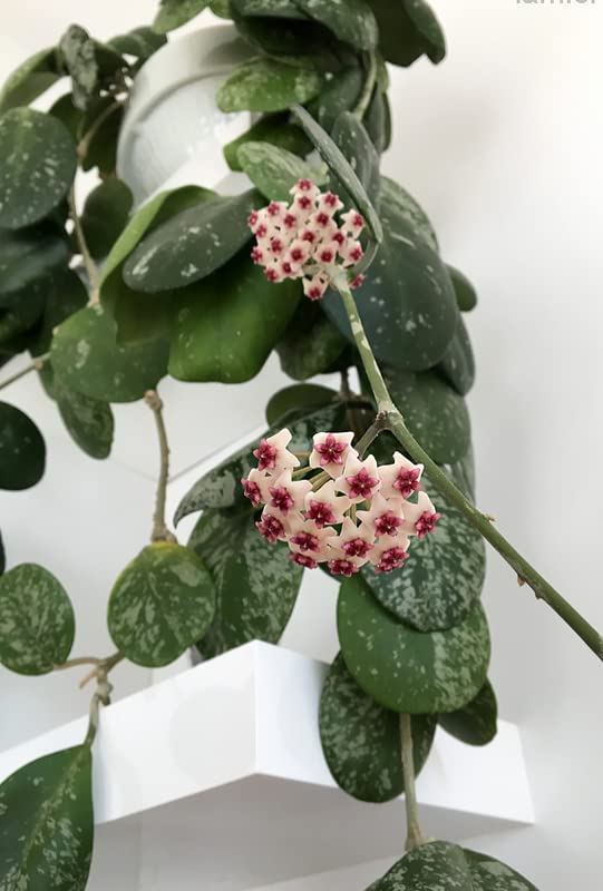 Hoya Obovata Splash Live Plant Houseplants - 3'' Pot Ornaments Perennials Garden Growing Planting Can Grow Well Pots Gift